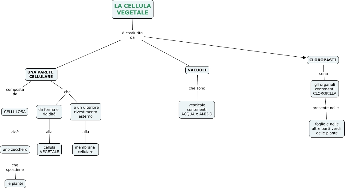 cellula vegetale ALESSIA ROVOLETTO 2C - Mappa Concettuale